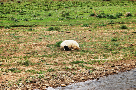 They Smell Like Sheep | leonmauldin.blog
