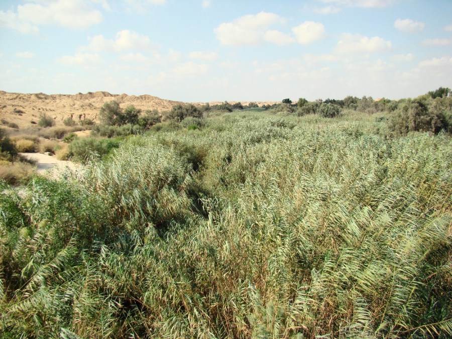 The Brook Besor | leonmauldin.blog